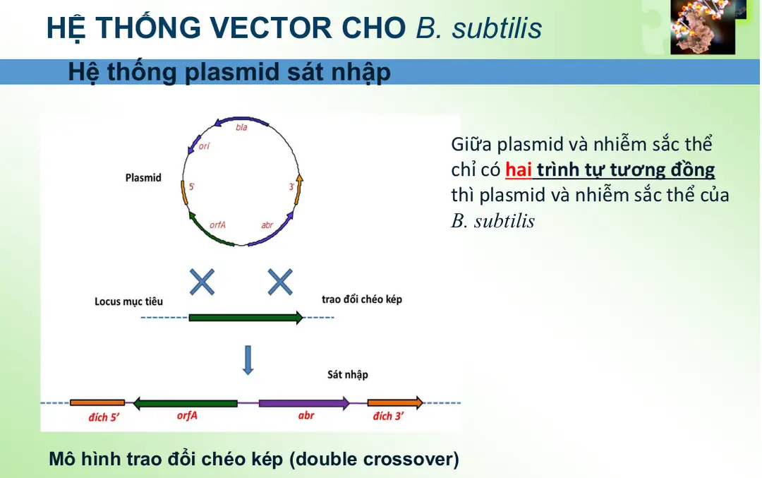 Chuyên đề công nghệ sản xuất protein tái tổ hợp