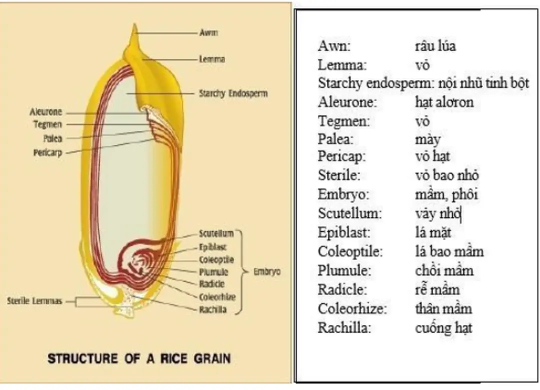 ĐỀ TÀI TÍNH TOÁN THIẾT KẾ HỆ THỐNG SẤY THÓC LIÊN TỤC VỚI NĂNG SUẤT 2,5 ...