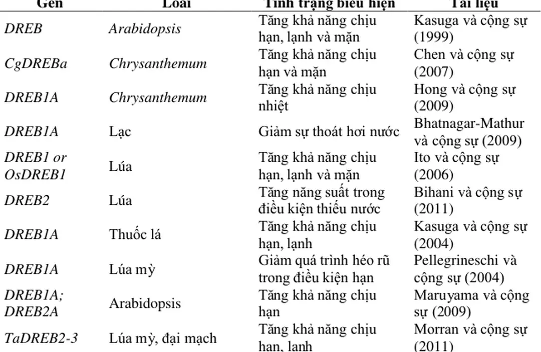 Đánh Giá Khả Năng Chịu Hạn Của Một Số Dịng Ngơ Chuyển Gen Zmdreb