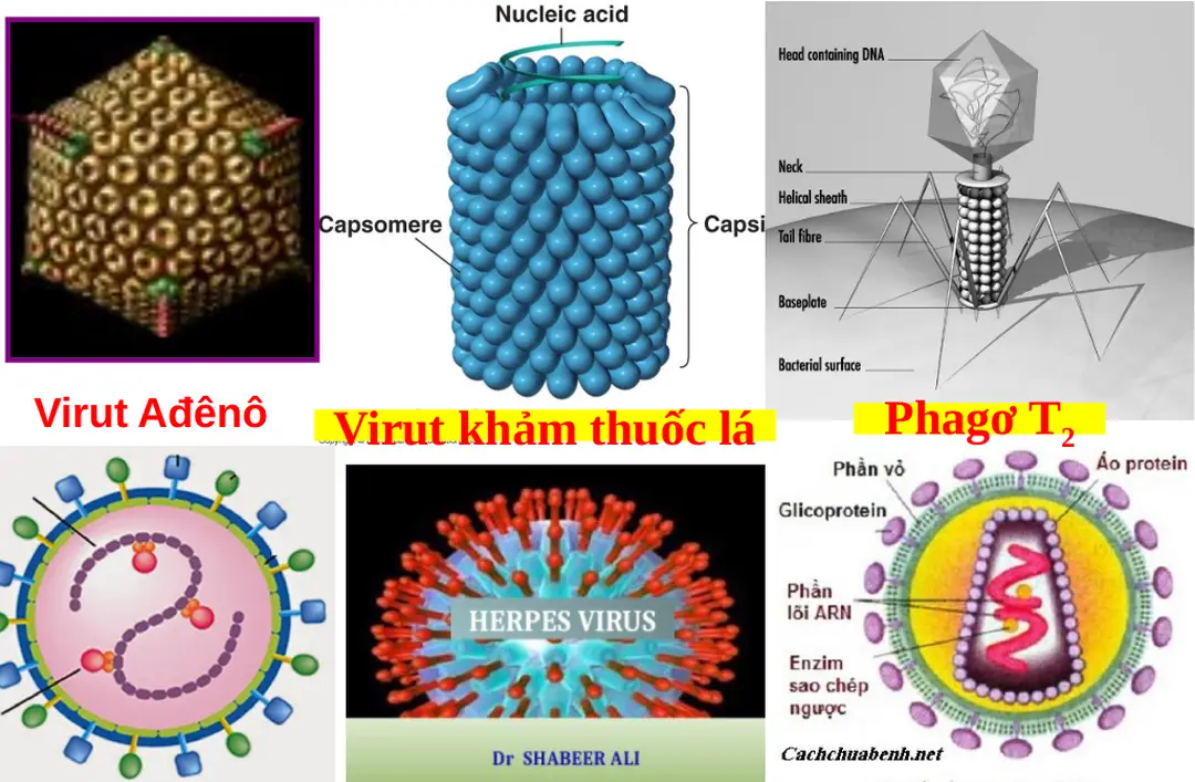 Bài 43. Cấu trúc các loại virut