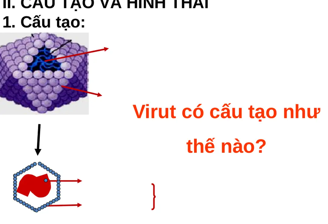 Bài 43. Cấu trúc các loại virut