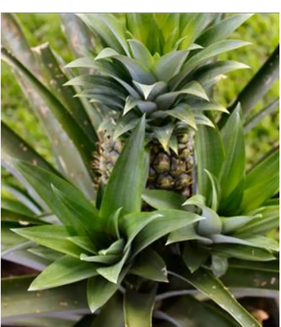 CÔNG NGHỆ SAU THU HOẠCH CHUỖI sản XUẤT KHÓM