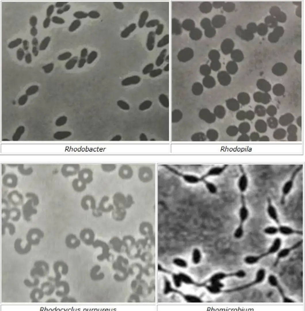 Nghiên cứu tạo chế phẩm vi sinh từ chủng vi khuẩn rhodobacter ...