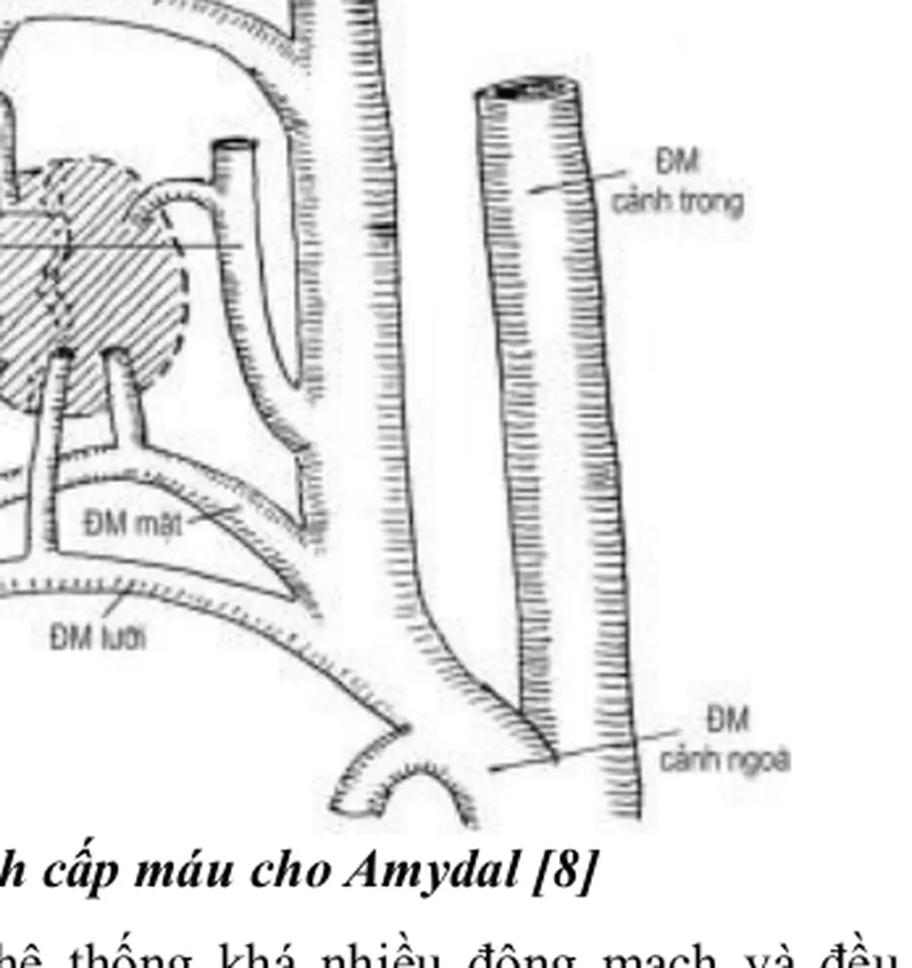 NHẬN XÉT ĐẶC ĐIỂM LÂM SÀNG VÀ ĐÁNH GIÁ KẾT QUẢ PHẪU THUẬT CẮT AMYDAL ...