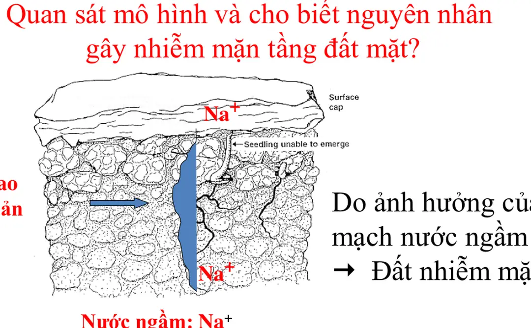 BIỆN PHÁP CẢI TẠO VÀ SỬ DỤNG ĐẤT MẶN, ĐẤT PHÈN