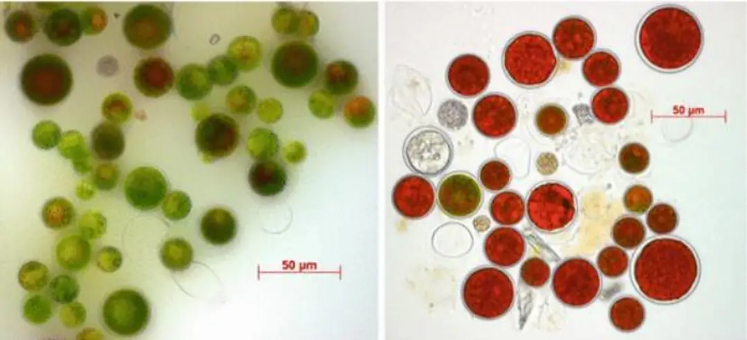 Nghiên cứu nuôi cấy vi tảo haematococcus pluvialis bằng hệ thống bioreactor và thu nhận astaxanthin