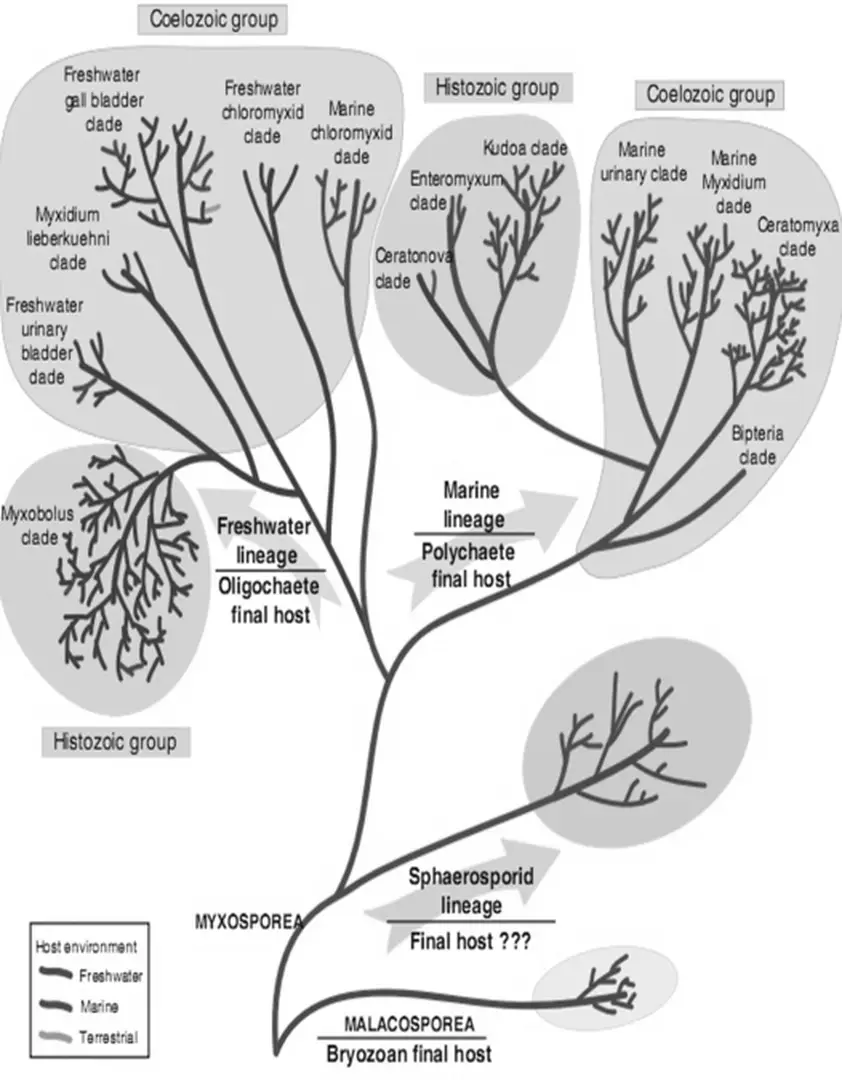 (LUẬN văn THẠC sĩ) nghiên cứu đa dạng thành phần loài myxosporea ...