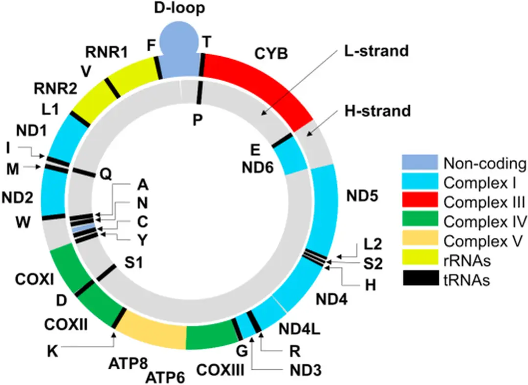 Nghiên cứu hình thái, thể lực và đa hình gen ty thể của người gia rai ...
