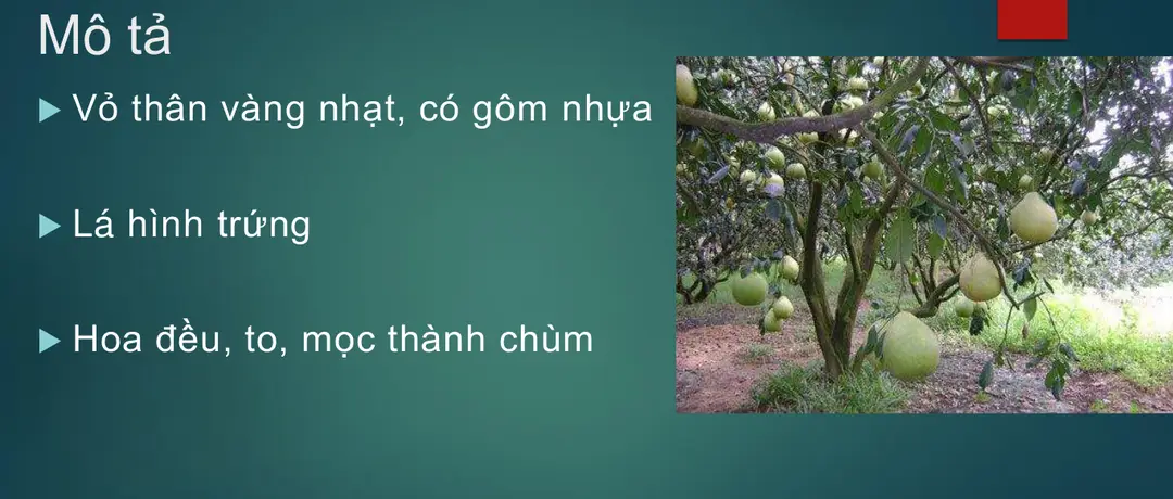CÂY THUỐC QUANH TA
