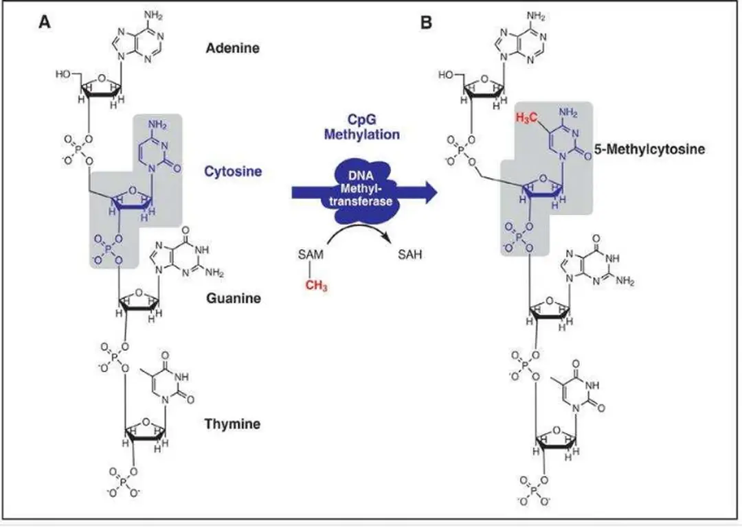 0536KHẢO SÁT TÌNH TRẠNG METHYL HÓA TẠI CÁC ĐẢO CpG THUỌC VÙNG PROMOTER CỦA GEN GS7P1 TRÊN MỘT SỐ ...