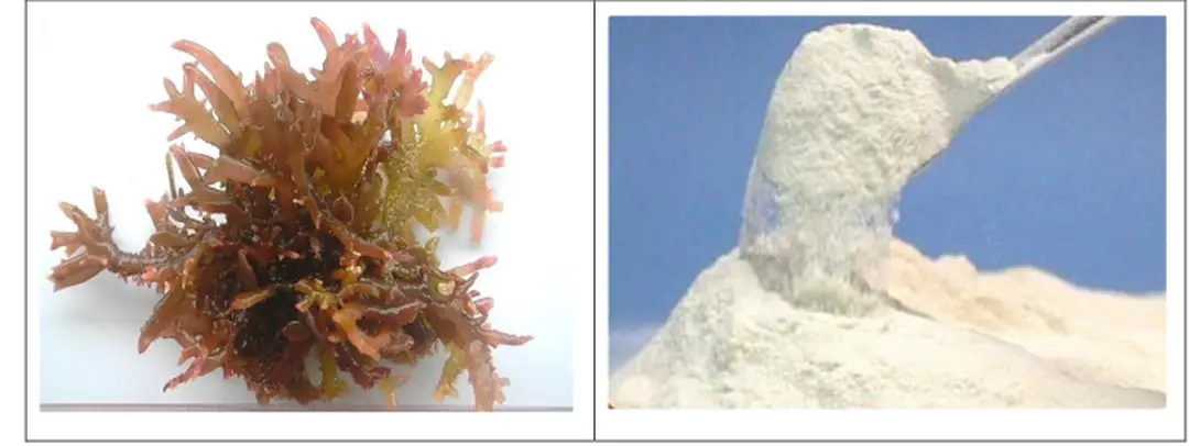 Phân tích đặc điểm cấu trúc của sulfate polysaccharide (carrageenan) từ ...