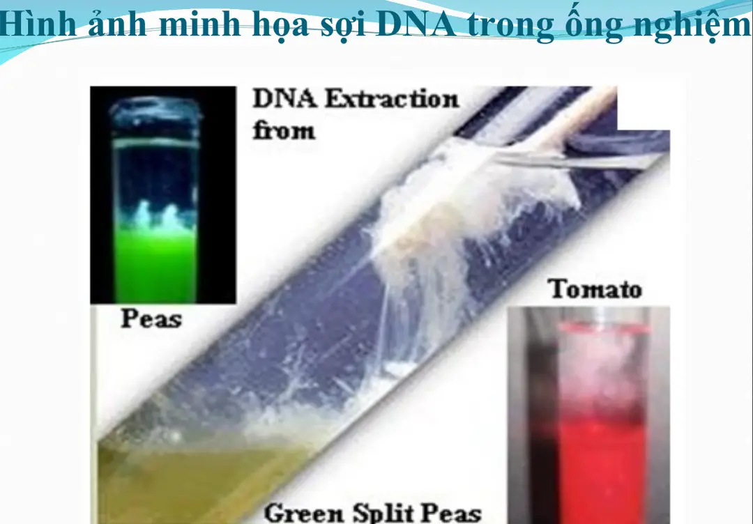 Kỹ thuật tách chiết DNA Hỗ trợ và Tải tài liệu miễn phí 24/7 tại đây ...