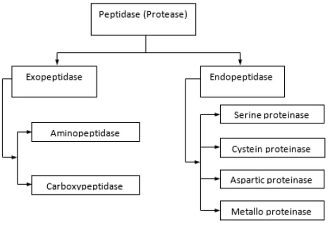 THIẾT KẾ QUY TRÌNH SẢN XUẤT ENZYME PROTEASE TỪ CHỦNG BACILLUS ...