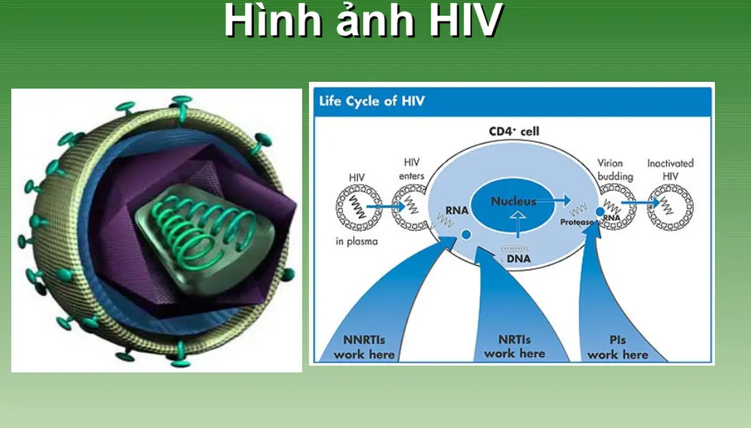Cấu tạo virus HIV pdf