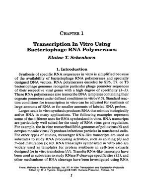 in vitro transcription and translation protocols