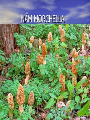 cac chi thuong gap-Chi Mochella