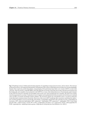 Endocrinology Basic and Clinical Principles - part 6 pps