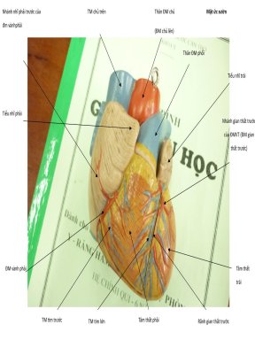 Ón thi giải phẩu DHYD