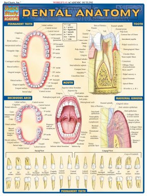 BarCharts quickstudy dental anatomy