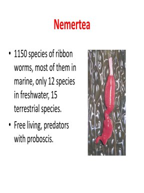 Lecture biology subject Nemertea