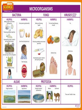 5. Microorganisms-Poster