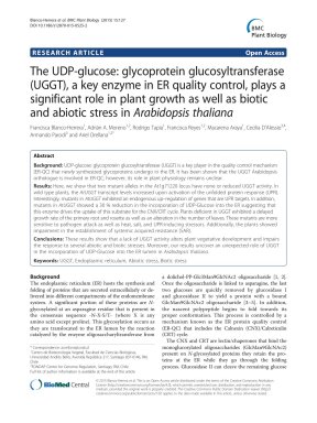 The UDP-glucose: Glycoprotein glucosyltransferase (UGGT), a key enzyme ...