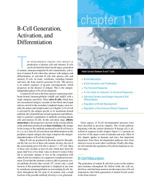 B Cell Maturation B Cell Activation and Proliferation AND DIFFERENTIATION
