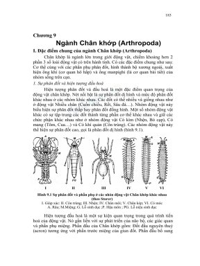 Ngành Chân khớp (Arthropoda) - TaiLieu.VN