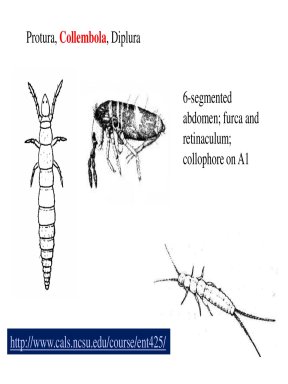 Insect diversity, taxonomy, and systematics ( PDFDrive )
