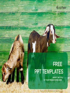( mẫu powerpoint ) little goats powerpoint templates standard