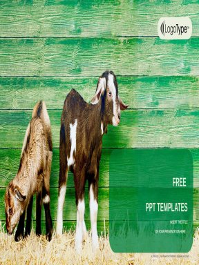 ( mẫu powerpoint ) little goats powerpoint templates widescreen