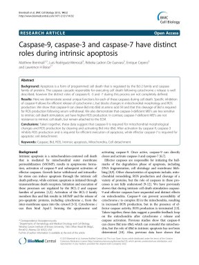 caspase 9 caspase 3 and caspase 7 have distinct roles during intrinsic ...