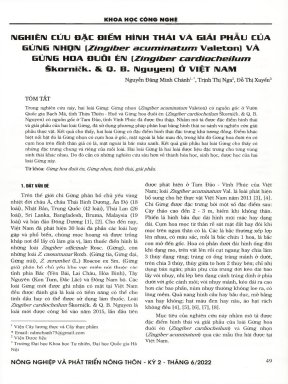 Nghiên cứu đặc điểm hình thái và giải phẫu của gừng nhọn (zingiber ...