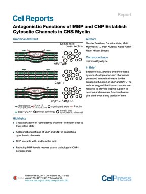 Antagonistic functions of MBP and CNP establish cytosolic channels in ...