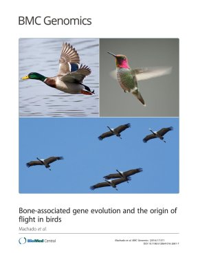 Bone associated gene evolution and the origin of flight in birds