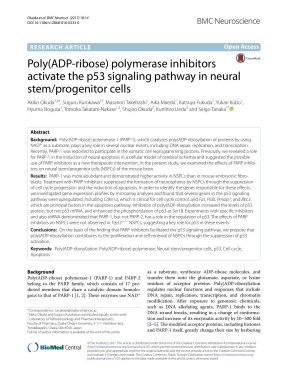 poly adp ribose polymerase inhibitors activate the p53 signaling ...