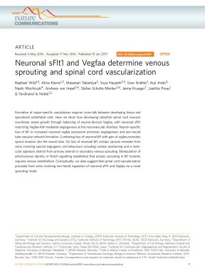 neuronal sflt1 and vegfaa determine venous sprouting and spinal cord ...