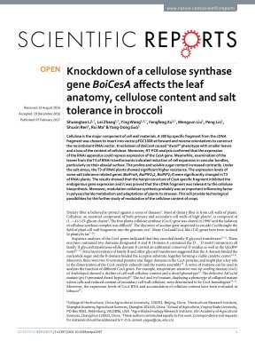 knockdown of a cellulose synthase gene boicesa affects the leaf anatomy ...