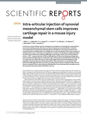 intra articular injection of synovial mesenchymal stem cells improves ...